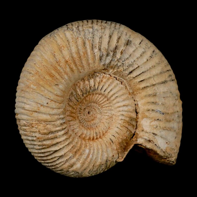 87MM Perisphinctes Ammonite Fossil Nautilus Madagascar Jurassic Age ...