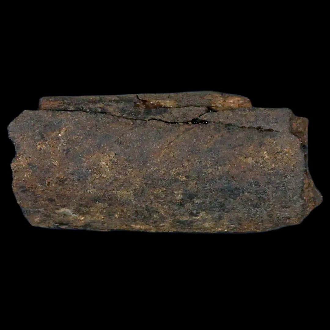 3.4" Hypacrosaurus Dinosaur Fossil Rib Bone Two Medicine Formation ...