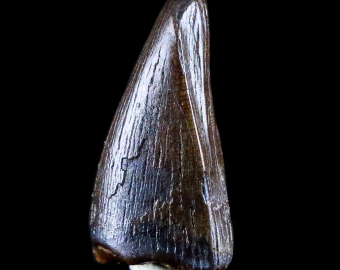 0.8 Albertosaurus Fossil Juvenile Premax Tooth Tyrannosaur Cretaceous ...