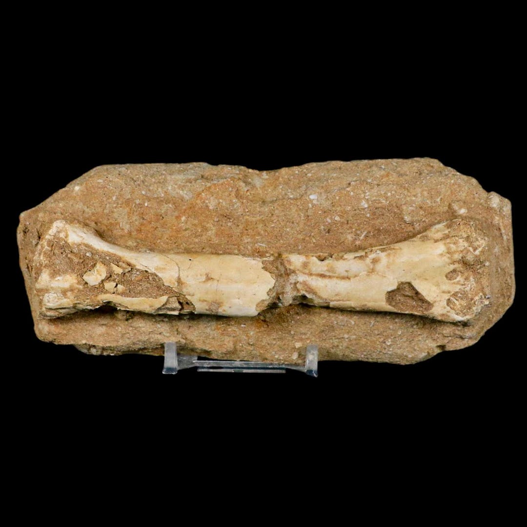 5" Pterosaur Tethydraco Regalis Fossil Bone Upper Cretaceous Morocco ...