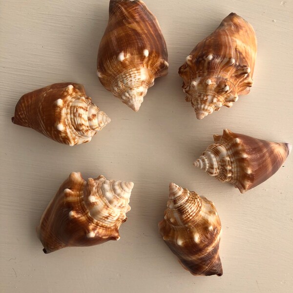 Conch Shells - Etsy