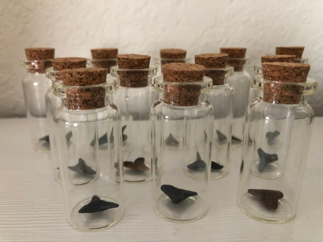 Set of 12 2” Cork Jars With Real Shark Teeth - Etsy
