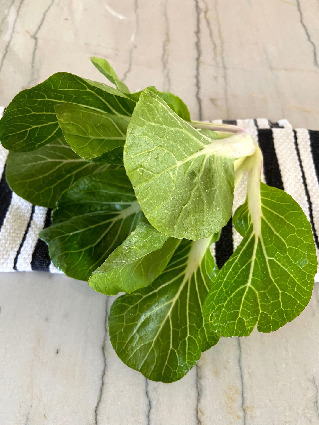 Organically Grown White-stem Bok Choy Seeds (20-30) - Etsy