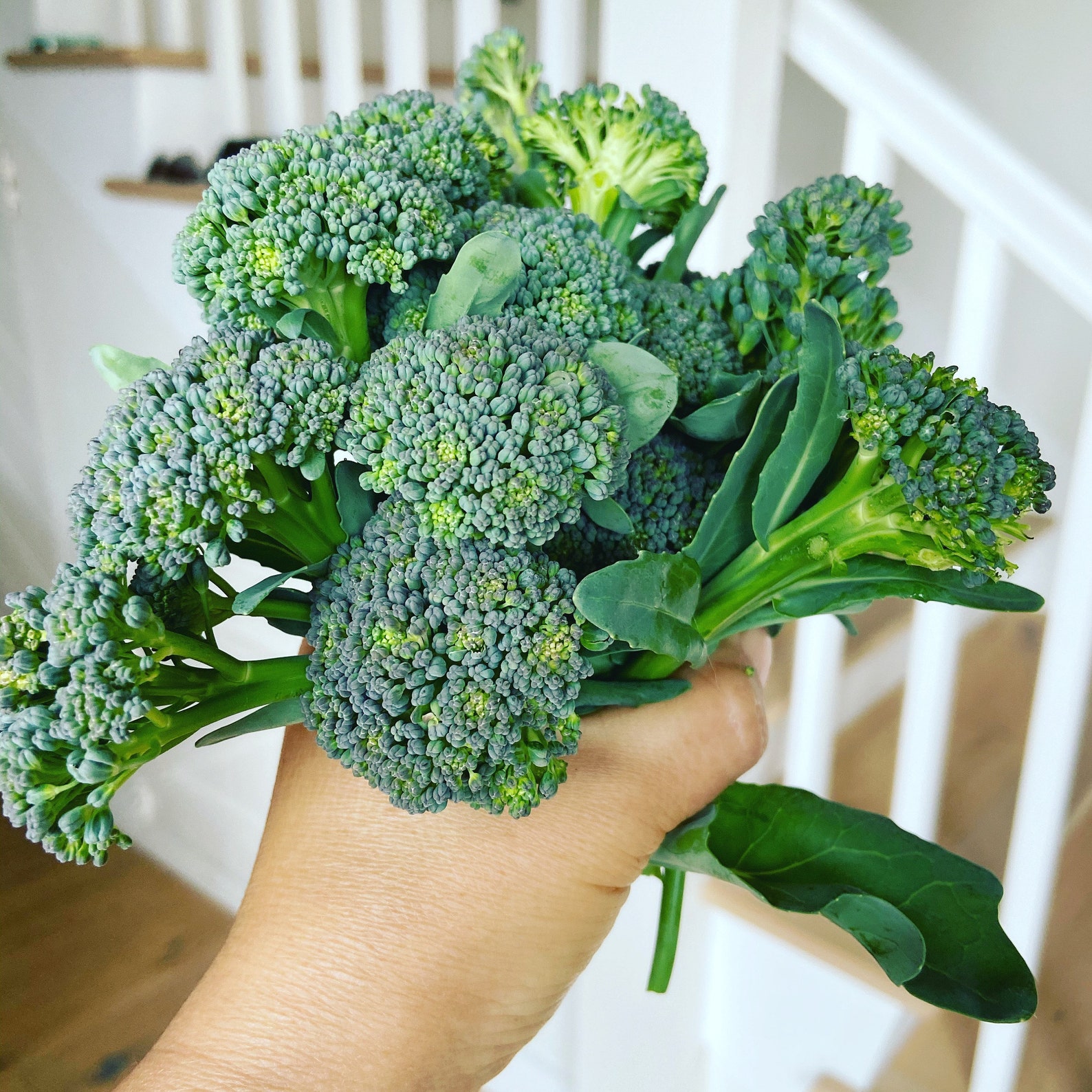 Organic Broccolini; Seeds for 2024-2025; 10-15 Seeds; Small Heads of ...