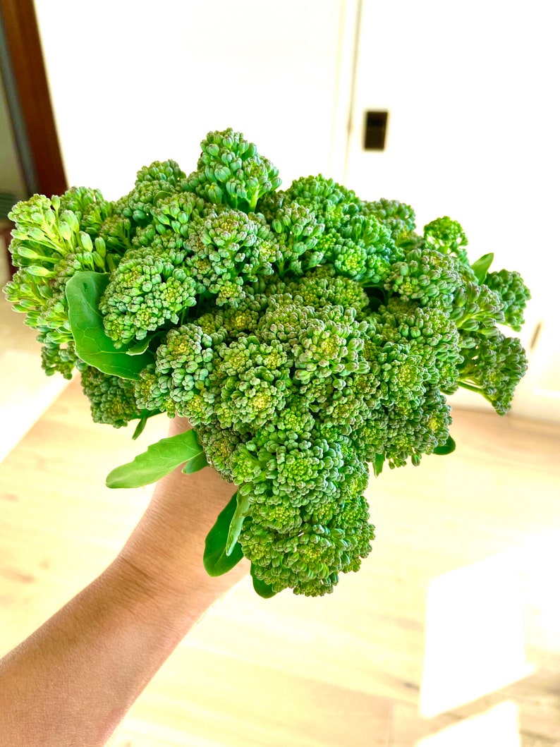 Organic Broccolini; Seeds for 2024-2025; 10-15 Seeds; Small Heads of ...