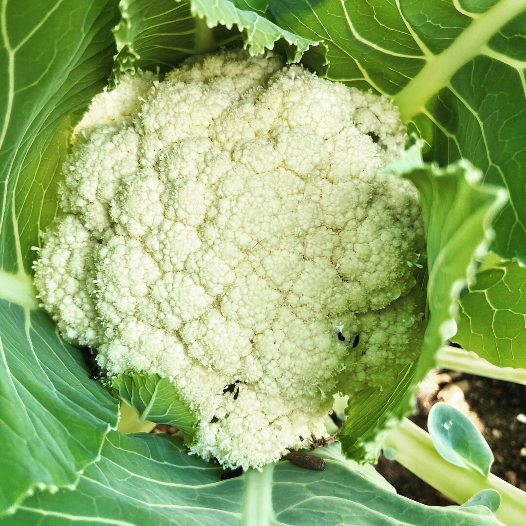 Coliflor Orgánica cultivado en la zona 11a - Etsy España