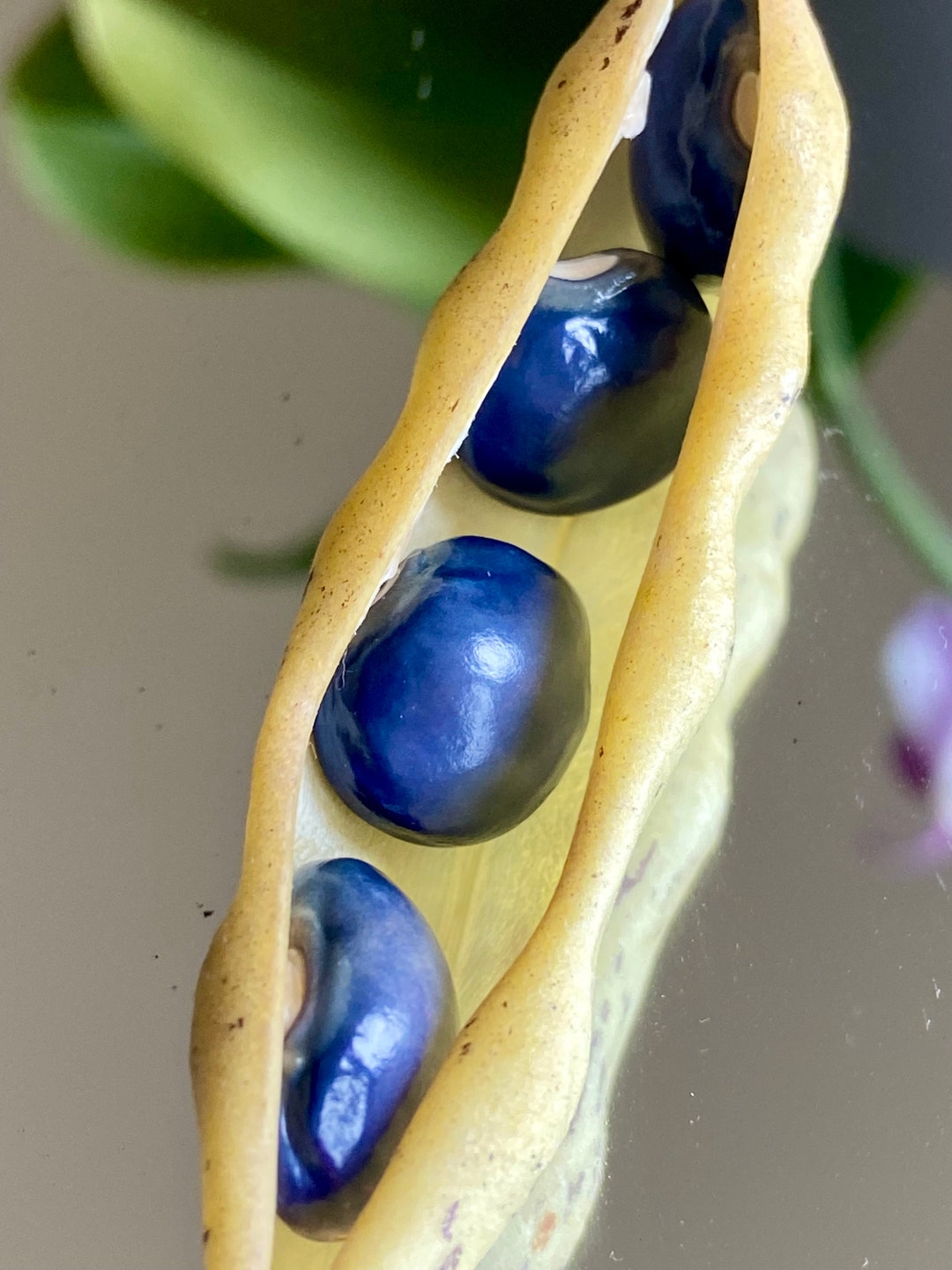 Heirloom Blue San Bernardo Beans, Beautiful, Grown Organically, Quick ...