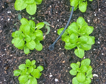 500 White Stem Baby Pak Choi Seeds, Nail Bai Cai, Dwarf Bok Choy, Asian ...