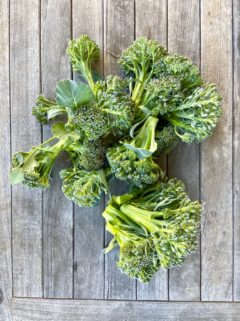 Organic Broccolini Seeds for 2024-2025 10-15 Seeds Small Heads of ...