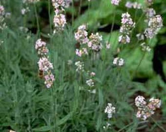 Lavandin Seeds - Etsy