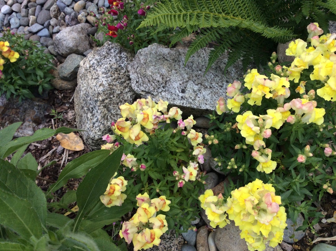 Sunset Snapdragon 50 Seeds, Dragon Flower Antirrhinum Orange Yellow ...