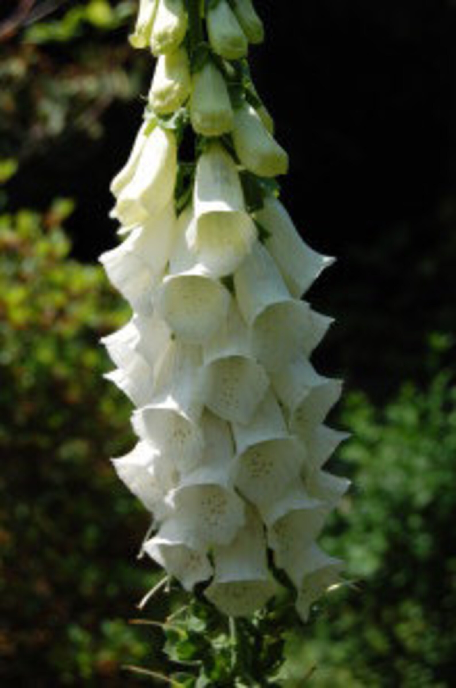 White Foxglove 25 Seed Digitalis White Common Pnw Foxglove - Etsy