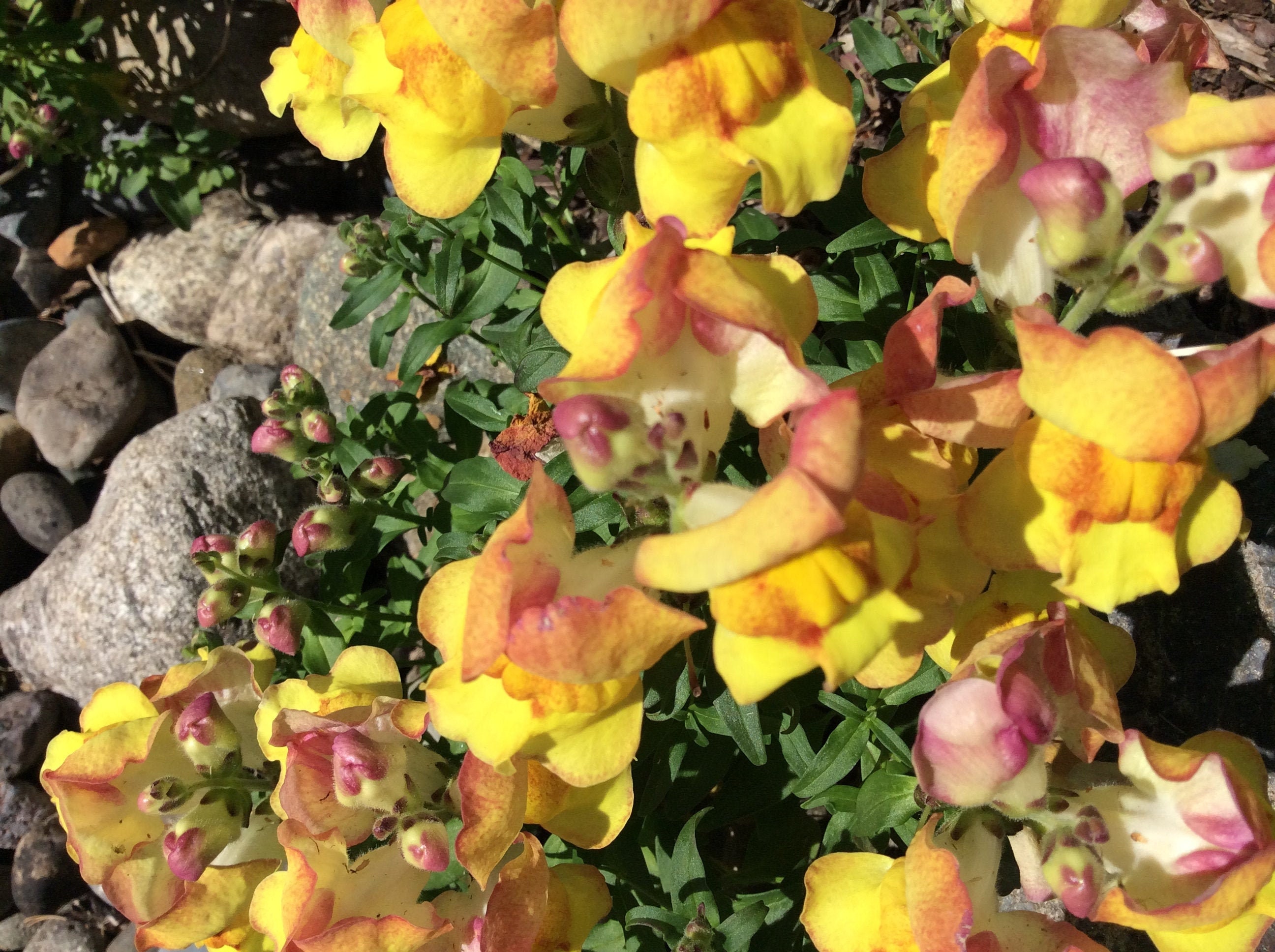 Sunset Snapdragon 50 Seeds Dragon Flower Antirrhinum Orange - Etsy