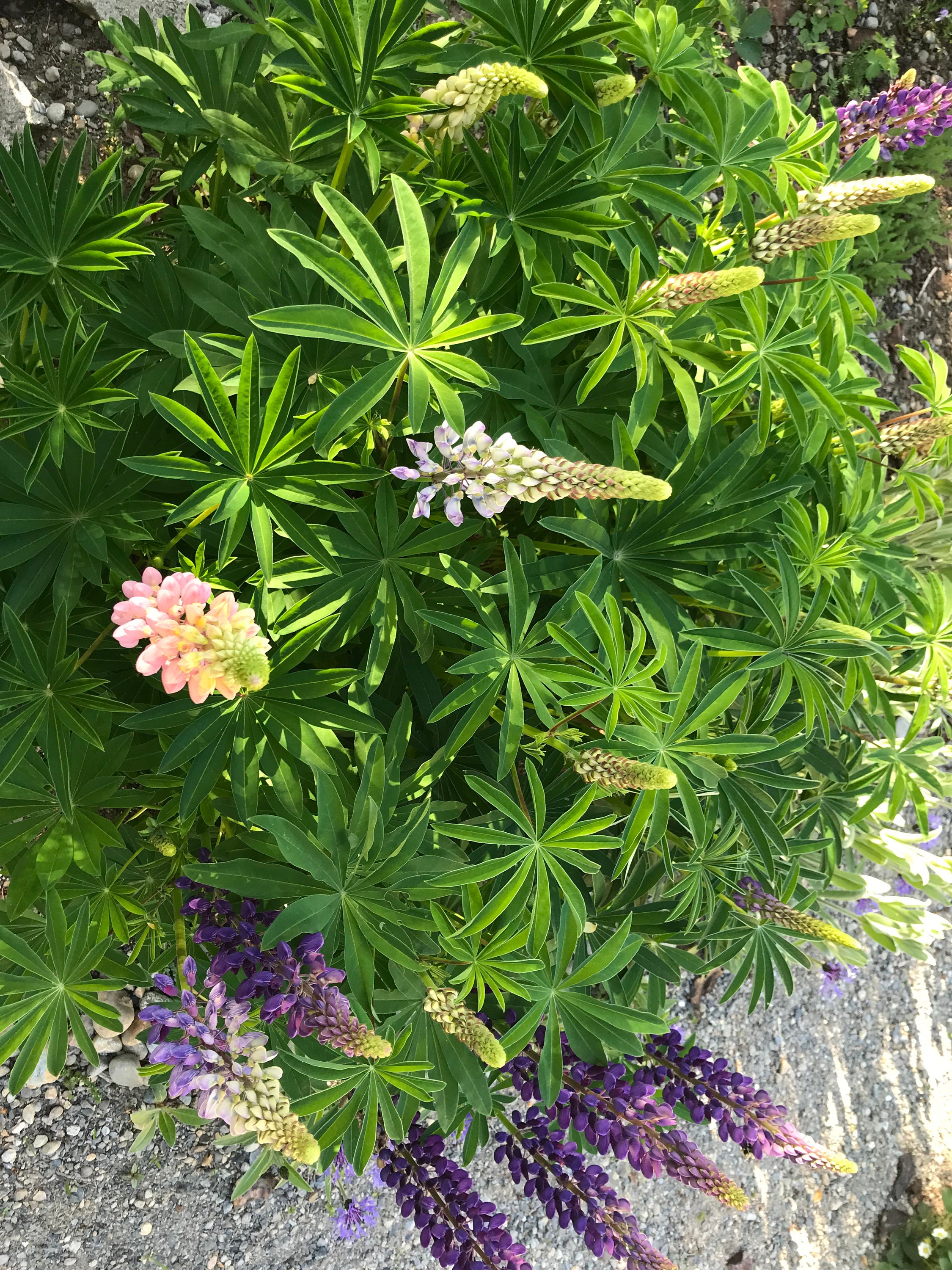 Lupinus Blue Purple Lupine 20 seeds nutritious USPS | Etsy