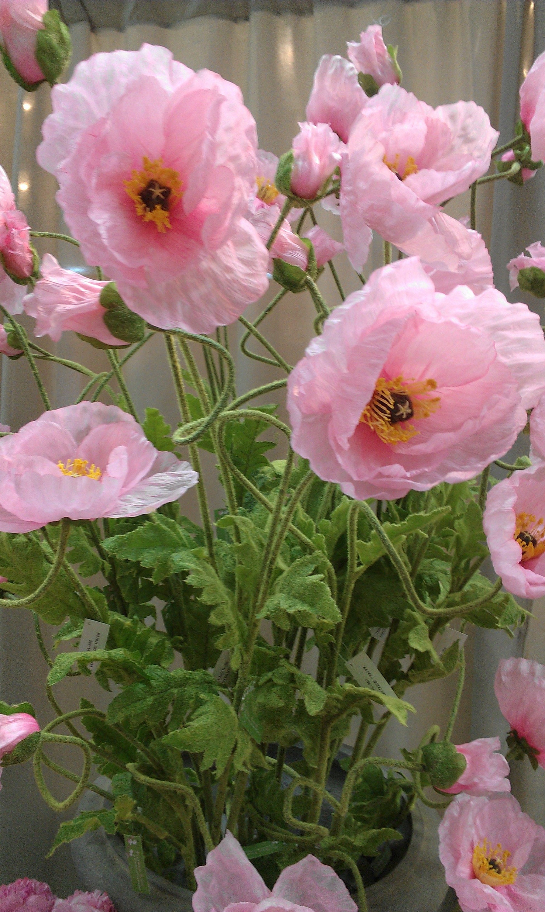 Big Oriental Poppy seeds 30 edible Papaver Victoria Louise | Etsy