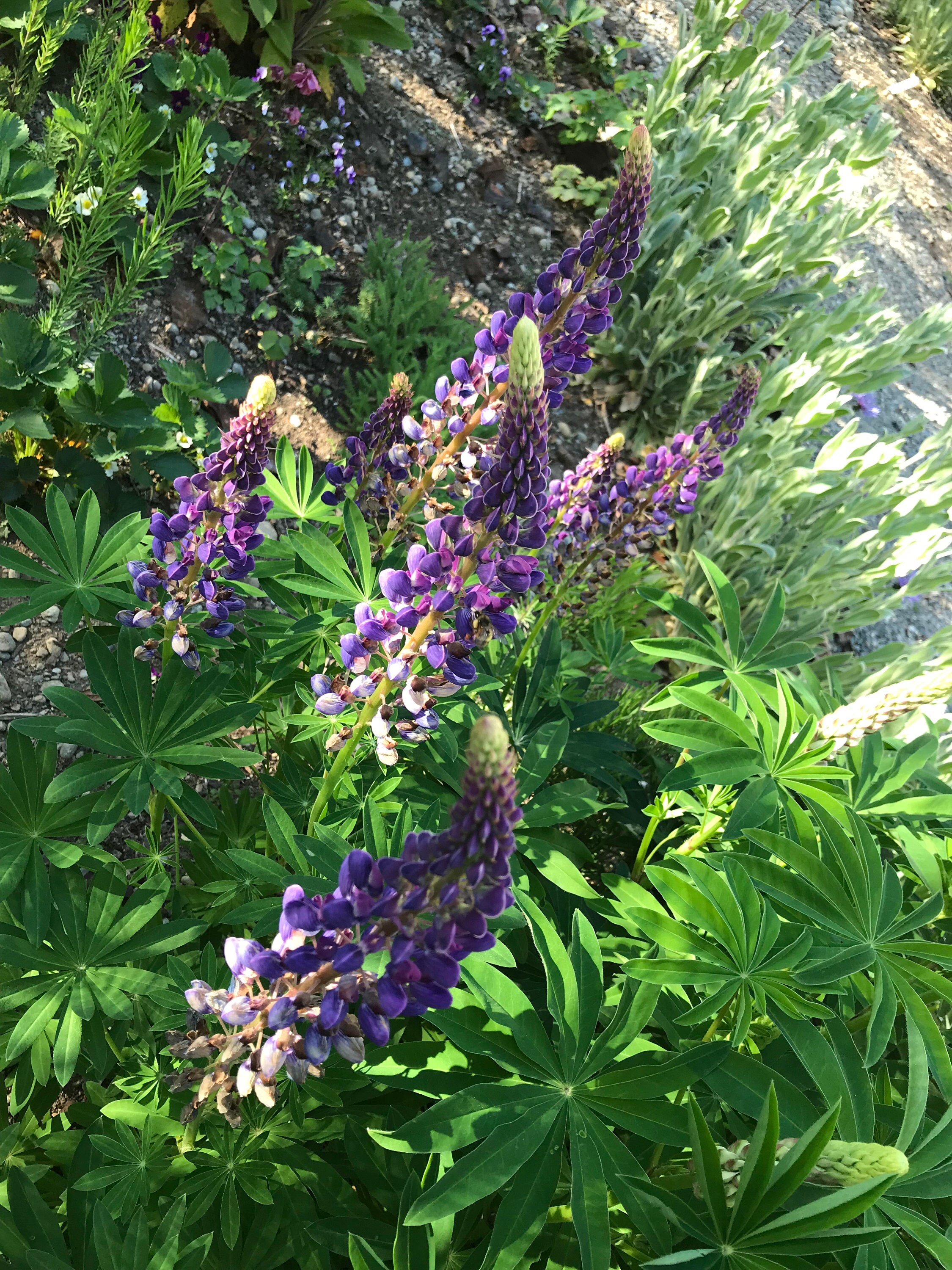 Lupinus Blue Purple Lupine 20 Seeds Nutritious USPS | Etsy