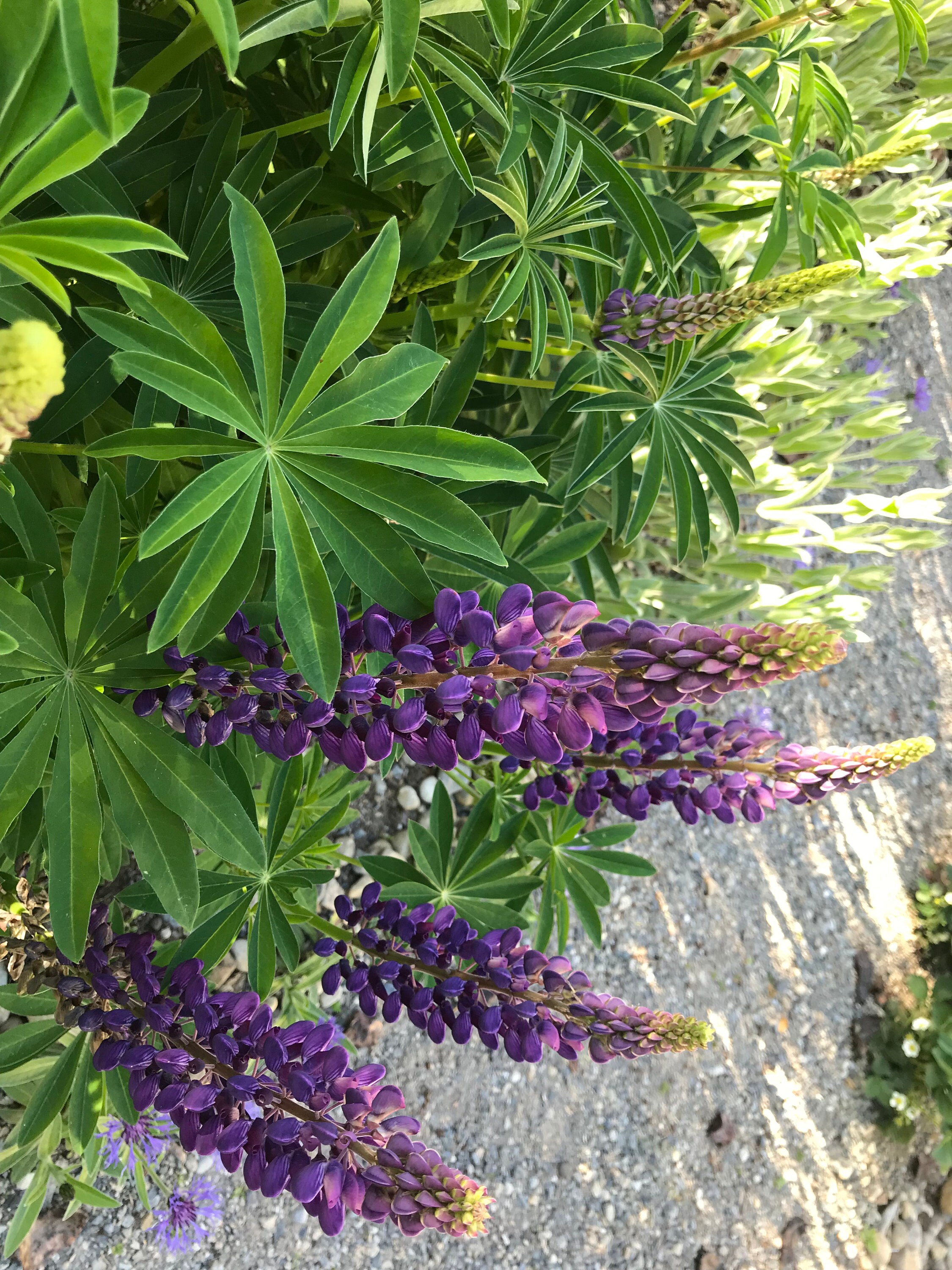 Lupinus Blue Purple Lupine 20 seeds nutritious USPS | Etsy