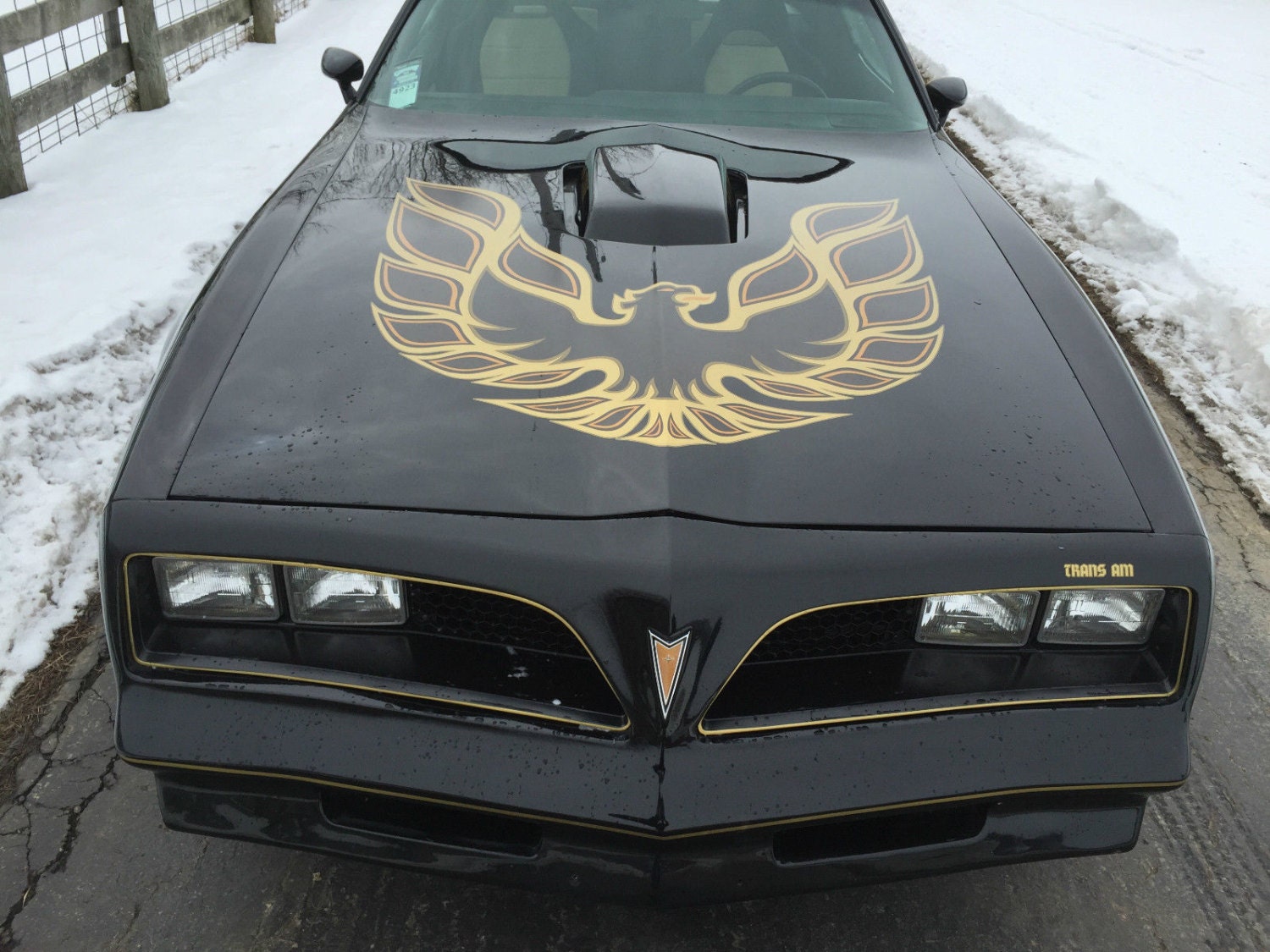1977-1978 Trans Am Metallic Gold Decal Set 42x42 Hood Bird, Names ...
