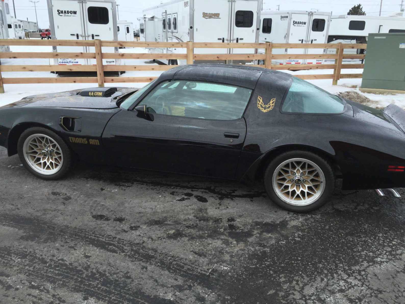 1977-1978 Trans Am Metallic Gold Decal Set 42x42 Hood Bird, Names ...