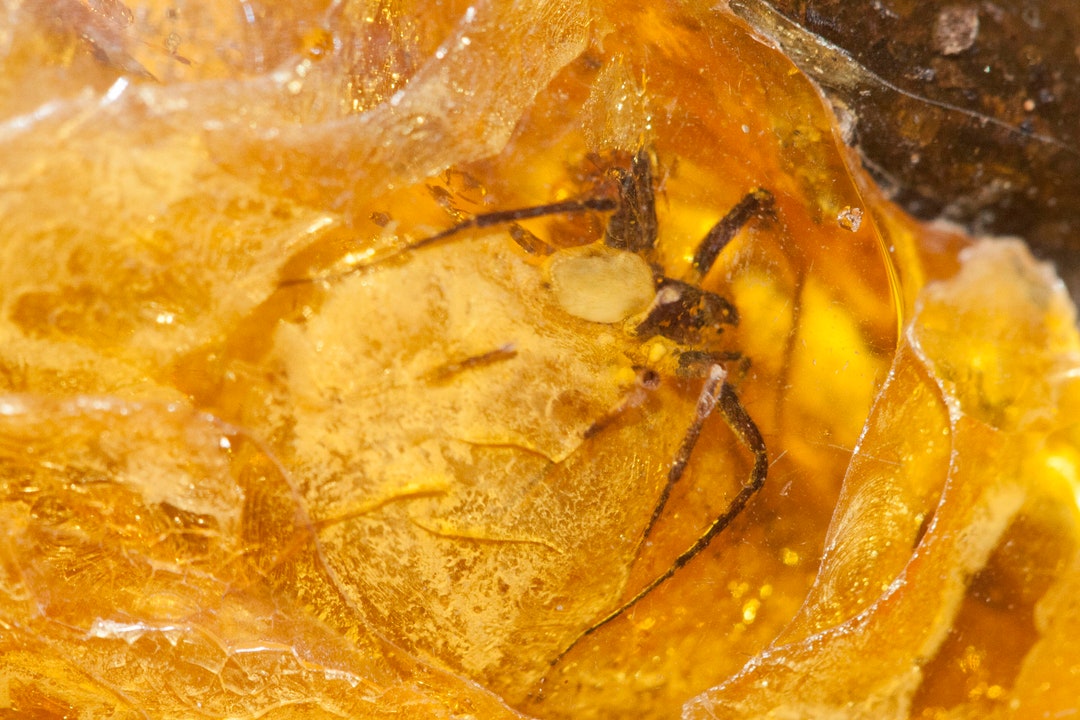 Amber With Spider. Natural Baltic Amber. Loose Amber. Big Amber Piece ...