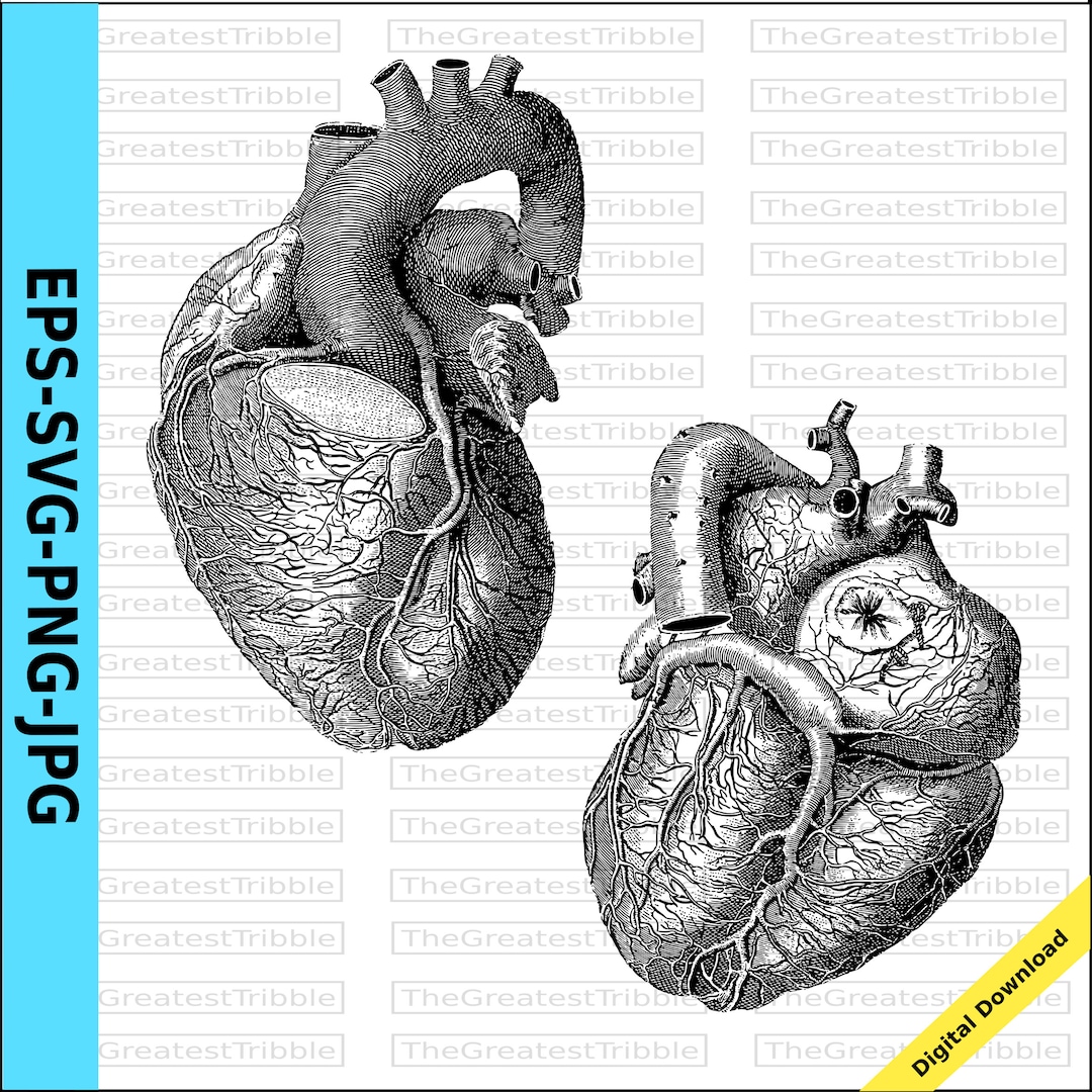 Anatomical Heart Clip Art Eps Svg Png Jpg Valentine Heart Anatomical ...