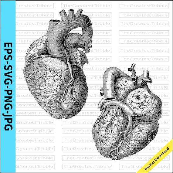 Anatomical Heart Clip Art eps svg png jpg Valentine Heart | Etsy