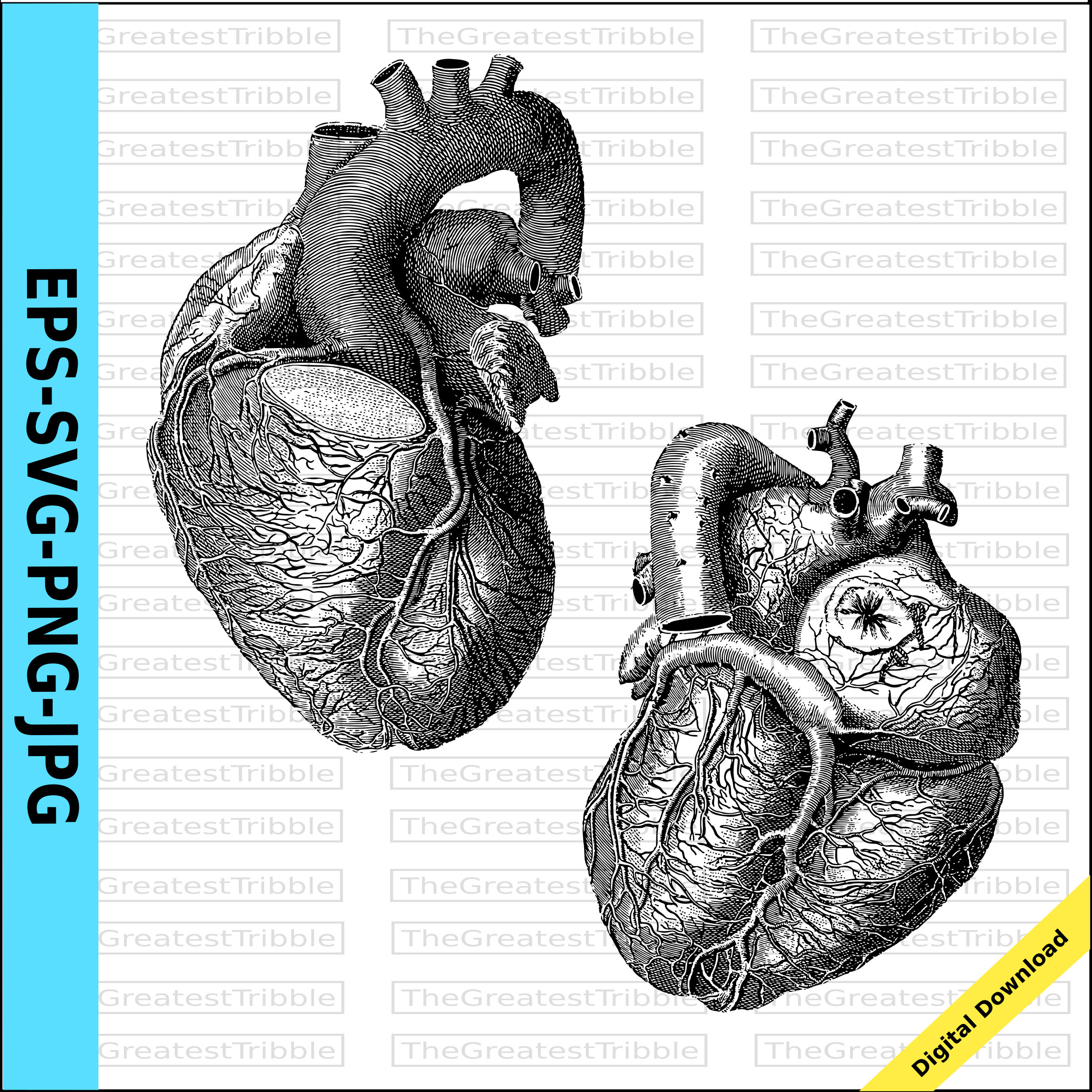 Anatomical Heart Clip Art Eps Svg Png Jpg Valentine Heart - Etsy Canada