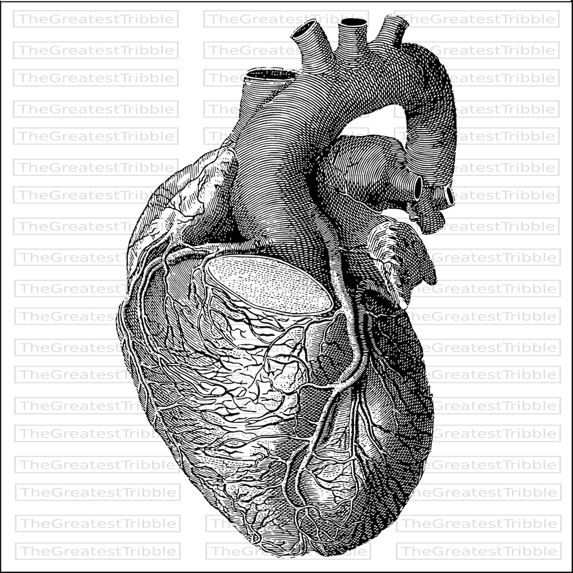 Anatomical Heart Clip Art eps svg png jpg Valentine Heart | Etsy