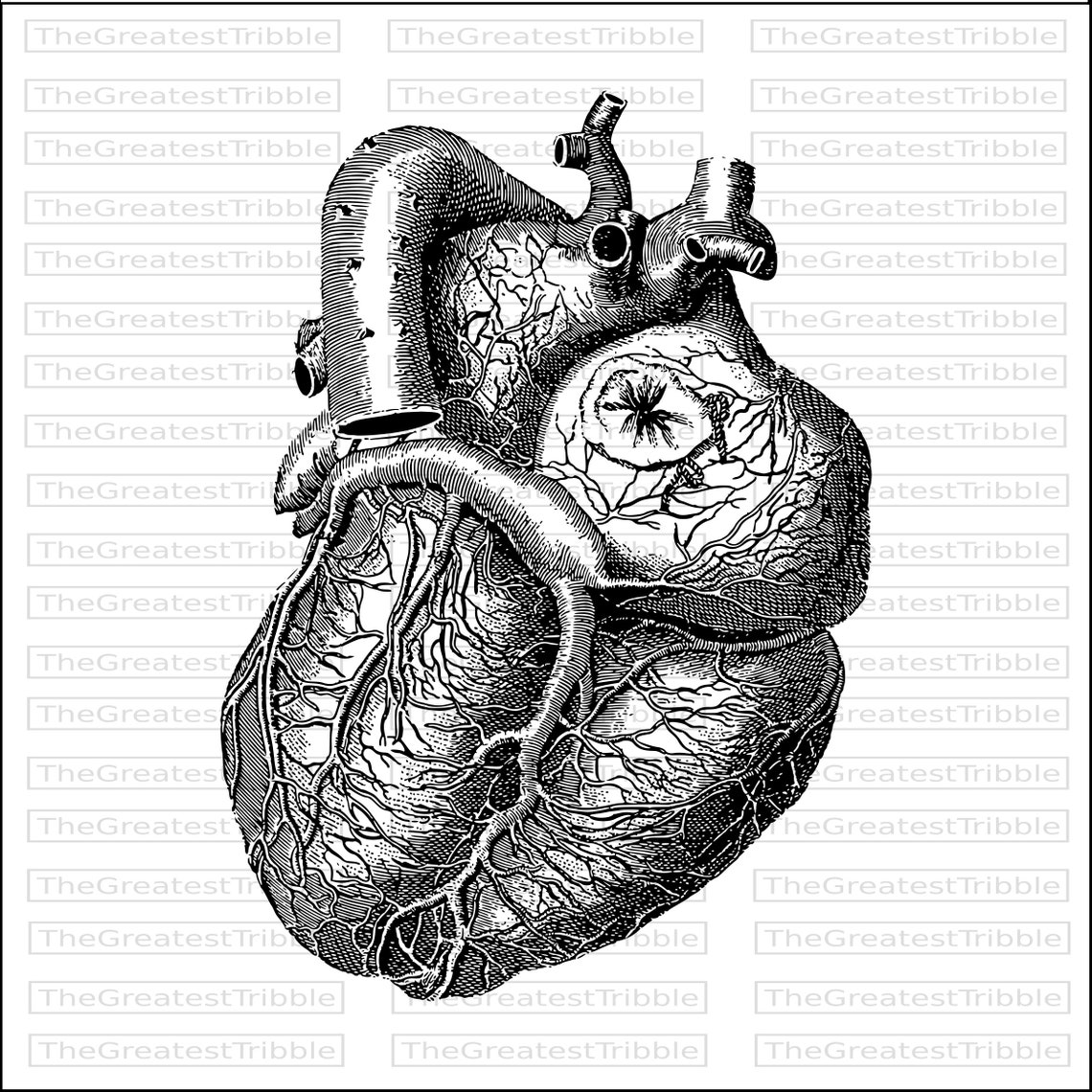 Anatomical Heart Clip Art Eps Svg Png Jpg Valentine Heart Anatomical ...