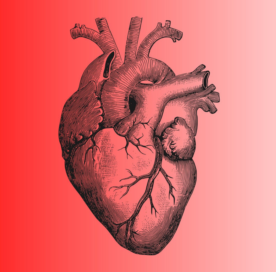 Anatomical Heart Clip Art Eps Svg Png Jpg Valentine Heart - Etsy