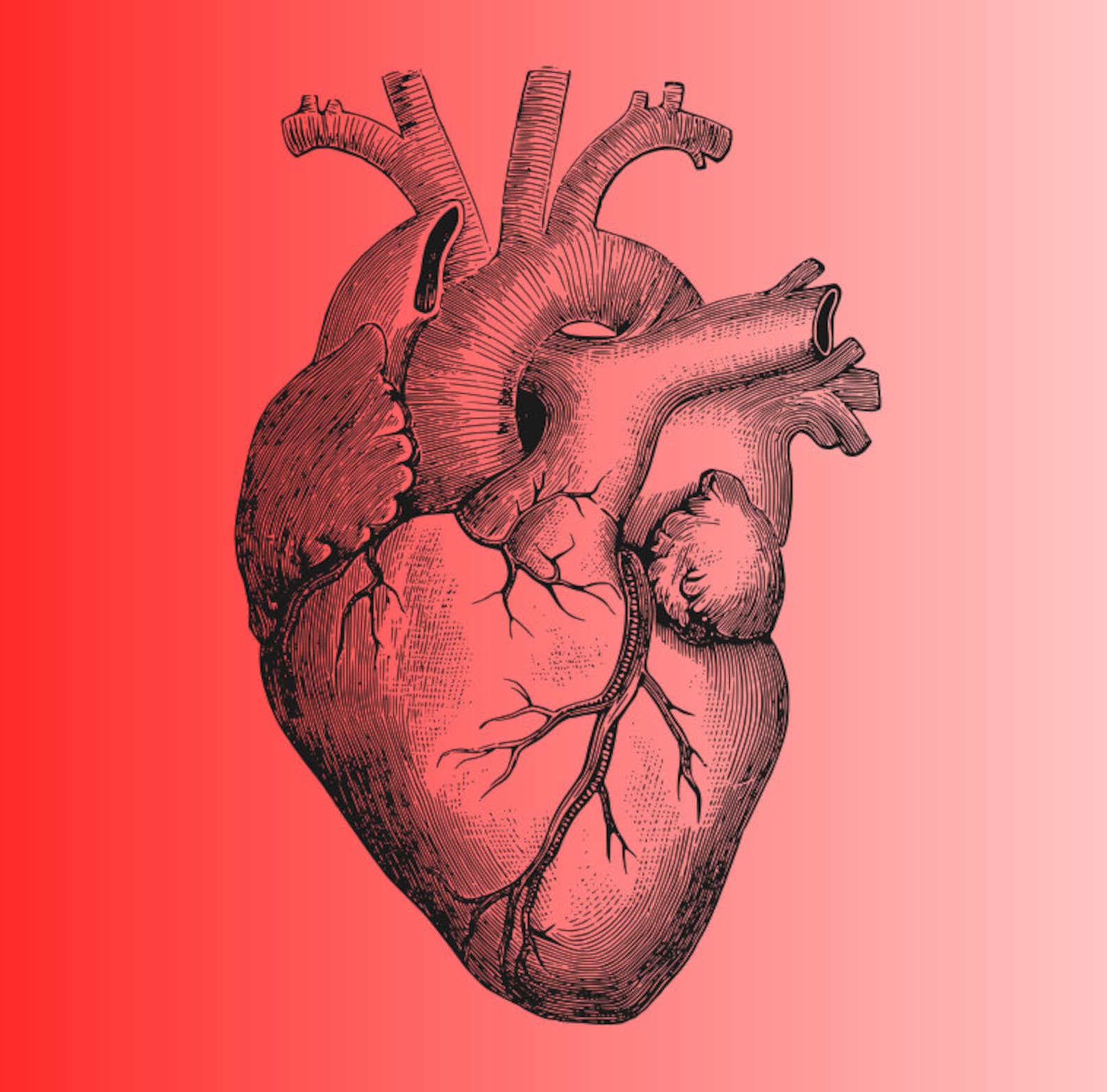 Anatomical Heart Clip Art Eps Svg Png Jpg Valentine Heart - Etsy