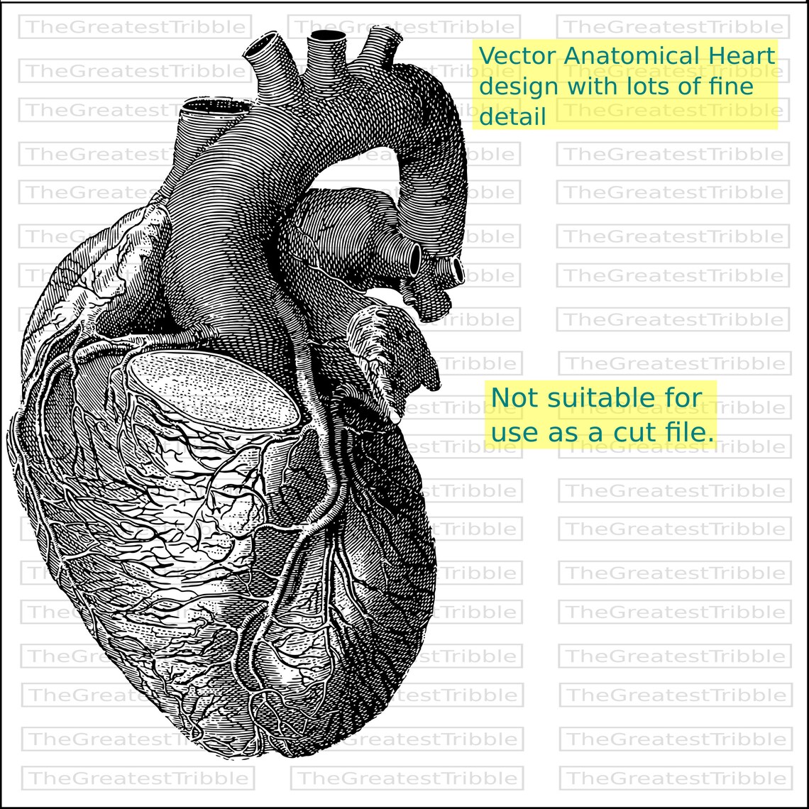 Anatomical Heart Clip Art eps svg png jpg Valentine Heart | Etsy