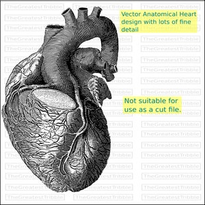 Anatomical Heart Clip Art Eps Svg Png Jpg Valentine Heart Anatomical ...
