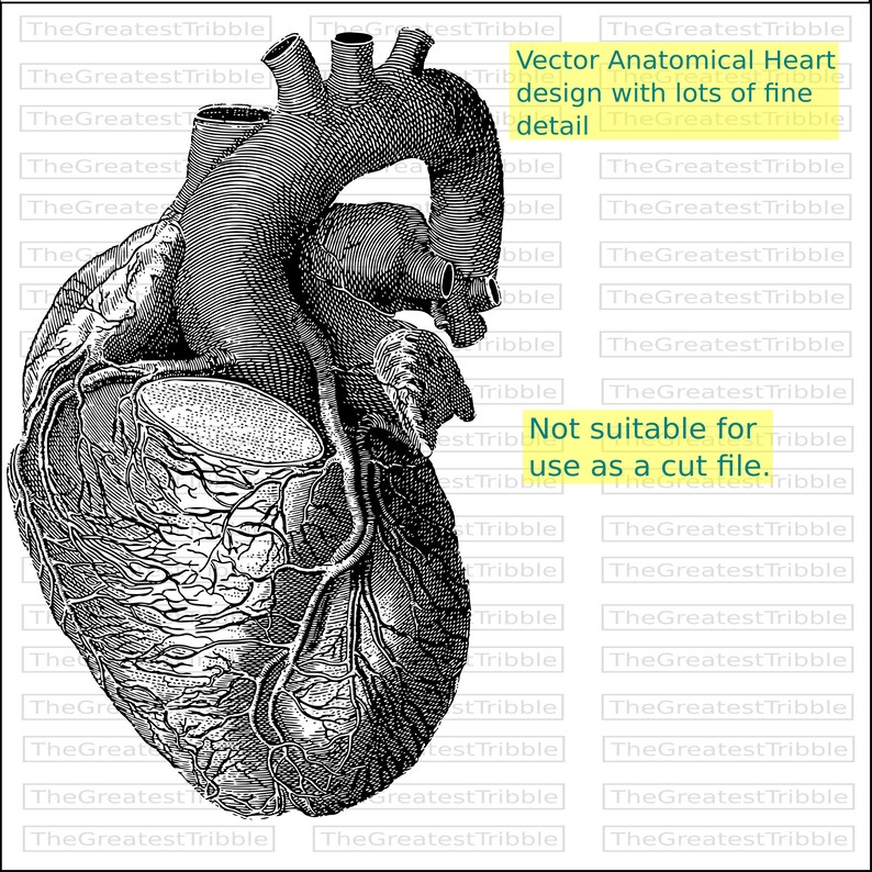 Anatomical Heart Clip Art Eps Svg Png Jpg Valentine Heart - Etsy Canada