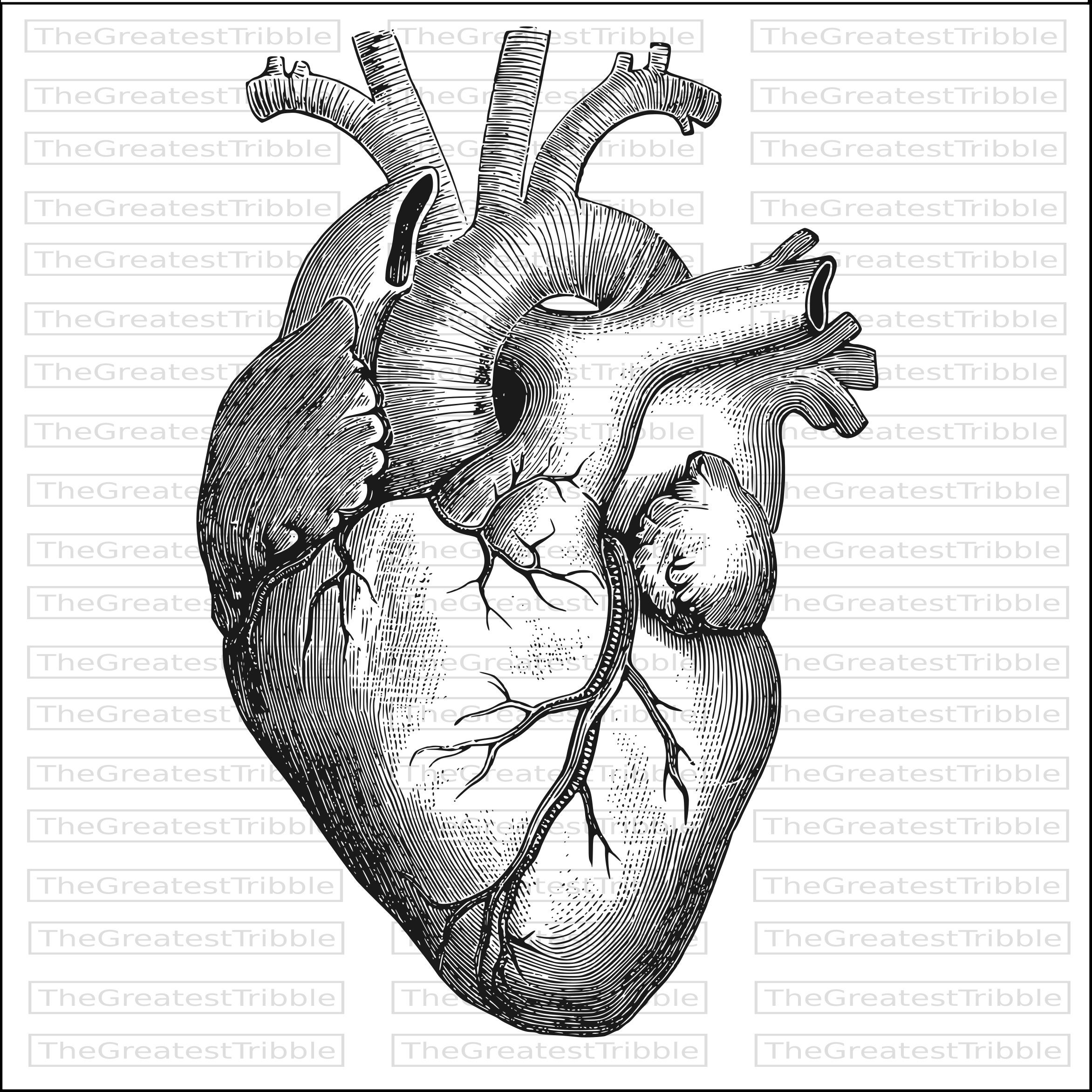 Anatomical Heart Clip Art Eps Svg Png Jpg Valentine Heart - Etsy