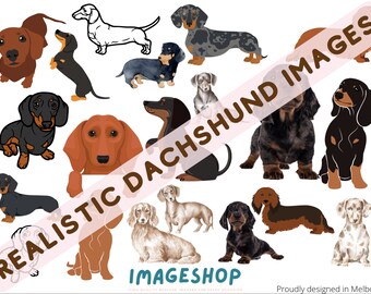 Sausage Dog Clipart - Etsy