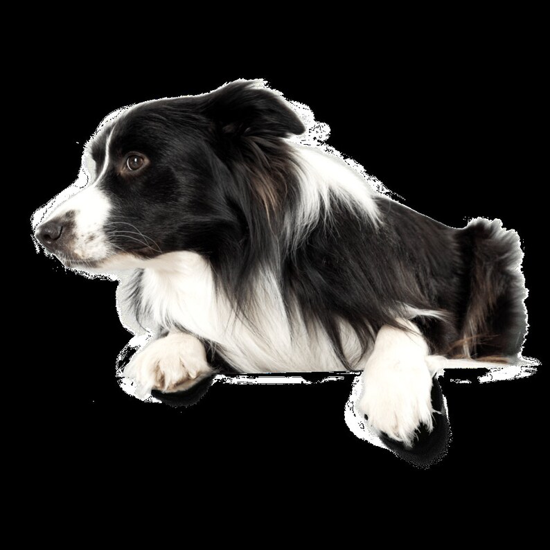 Border Collie Cut-outs Clip Art Border Collie Png - Etsy