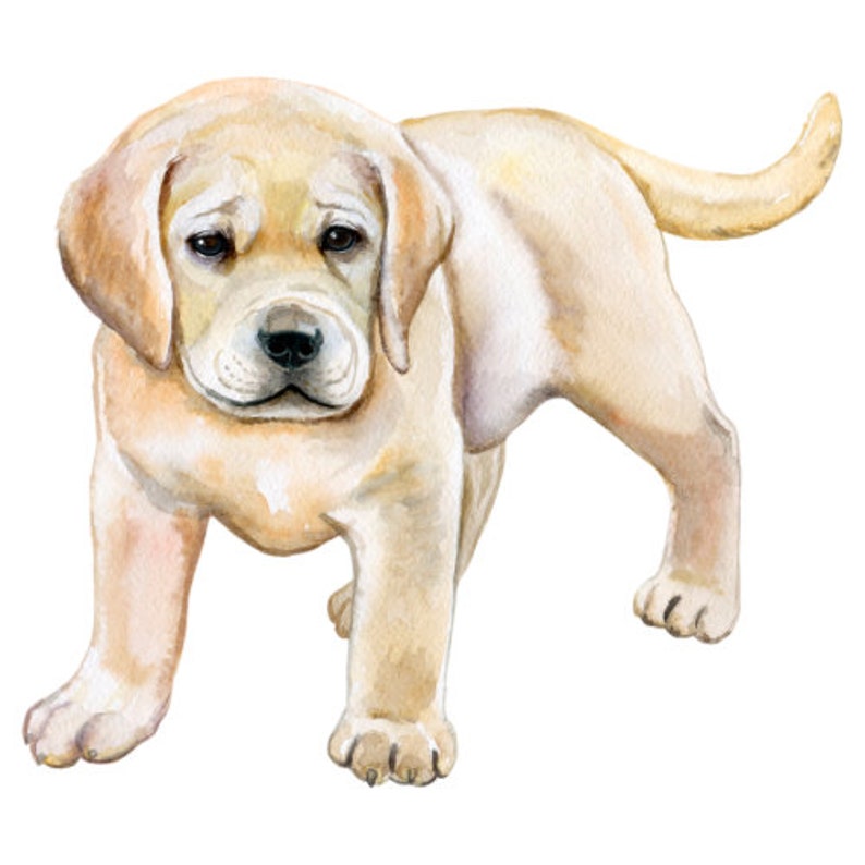 Golden Labradors Golden Labs Clip Art, Downloadable Digital Images ...