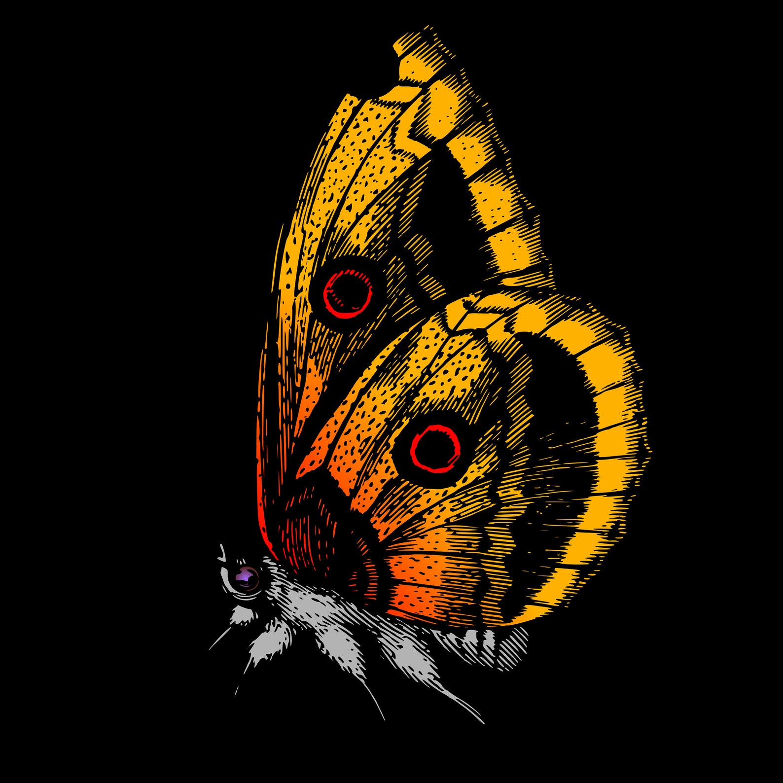 Butterfly Clip Art, Downloadable Digital Images, Butterflies Printable ...