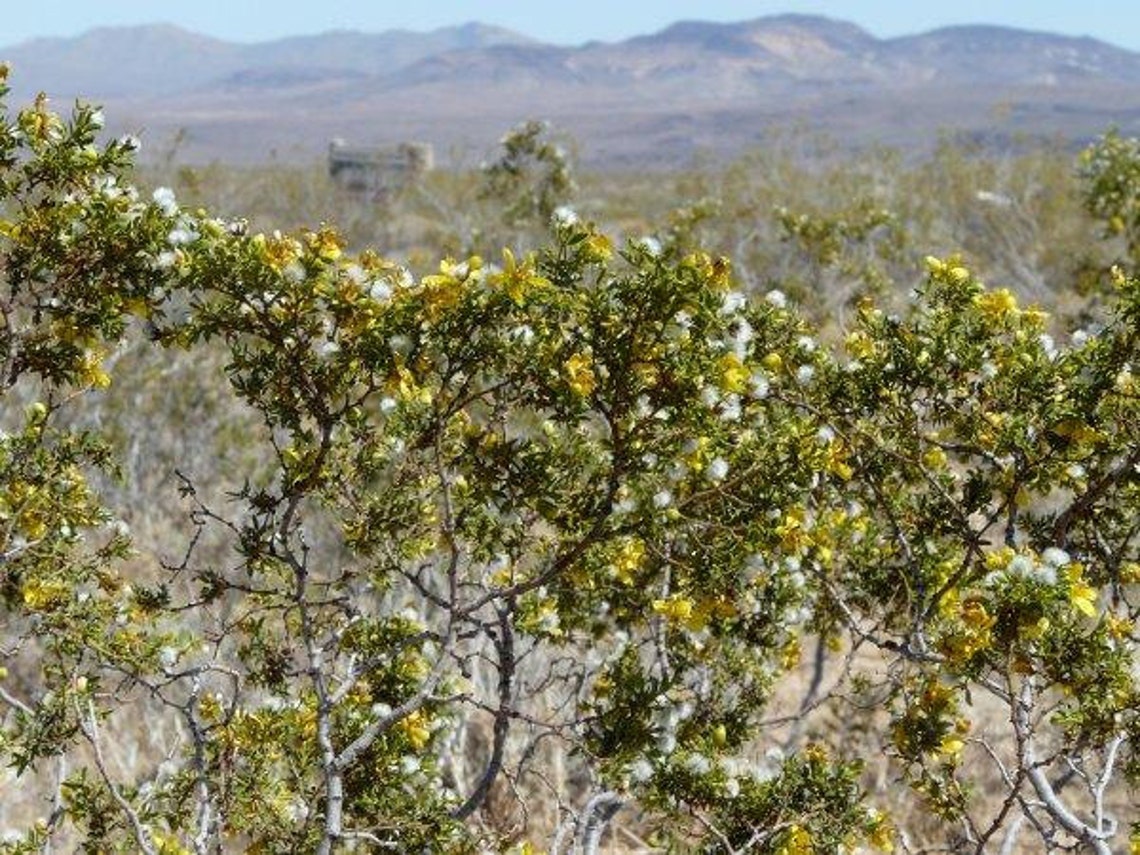 Organic Creosote/chaparral/rain in the Desert Soap - Etsy
