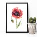 Hand Drawn Illustration of a Poppy - A4 Print - Etsy