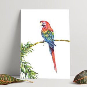 Hand Drawn Illustration of a Macaw - A4 Print - Etsy