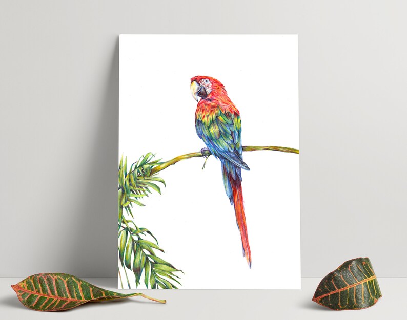 Hand Drawn Illustration of a Macaw - A4 Print - Etsy