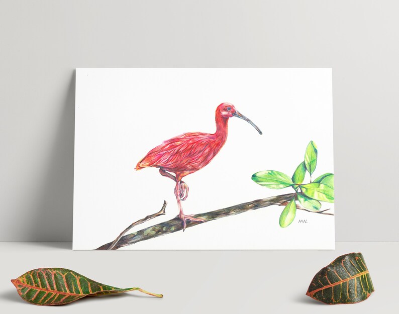 Hand Drawn Illustration of a Scarlet Ibis - A4 Print - Etsy