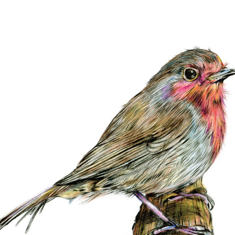 Hand Drawn Illustration of a Robin - A4 Print - Etsy