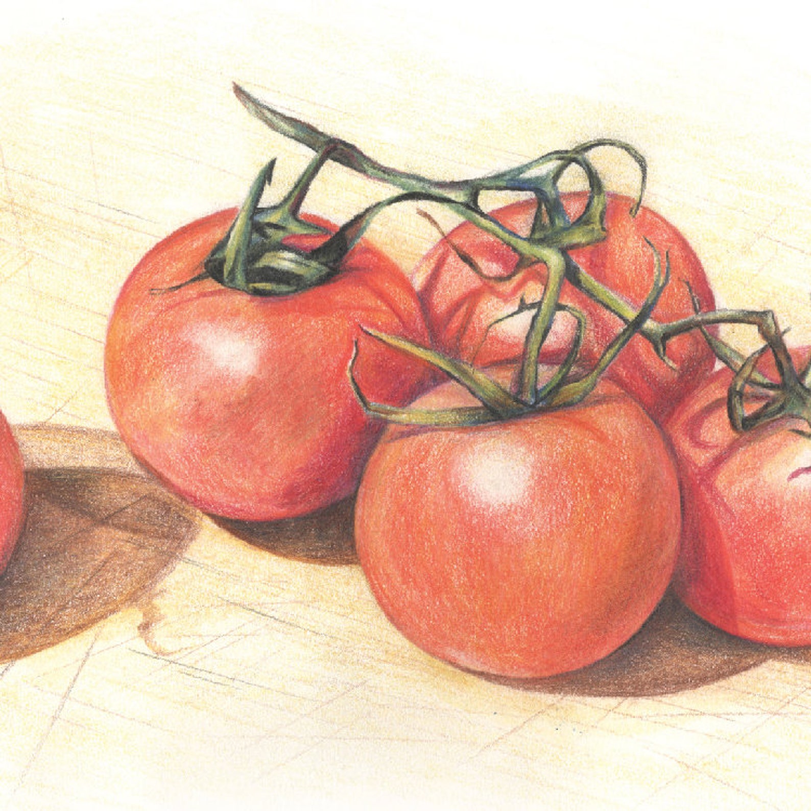 Hand Drawn Illustration of Tomatoes - A4 Print - Etsy