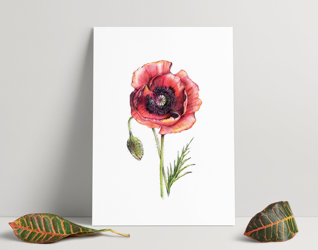 Hand Drawn Illustration of a Poppy - A4 Print - Etsy