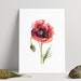 Hand Drawn Illustration of a Poppy - A4 Print - Etsy