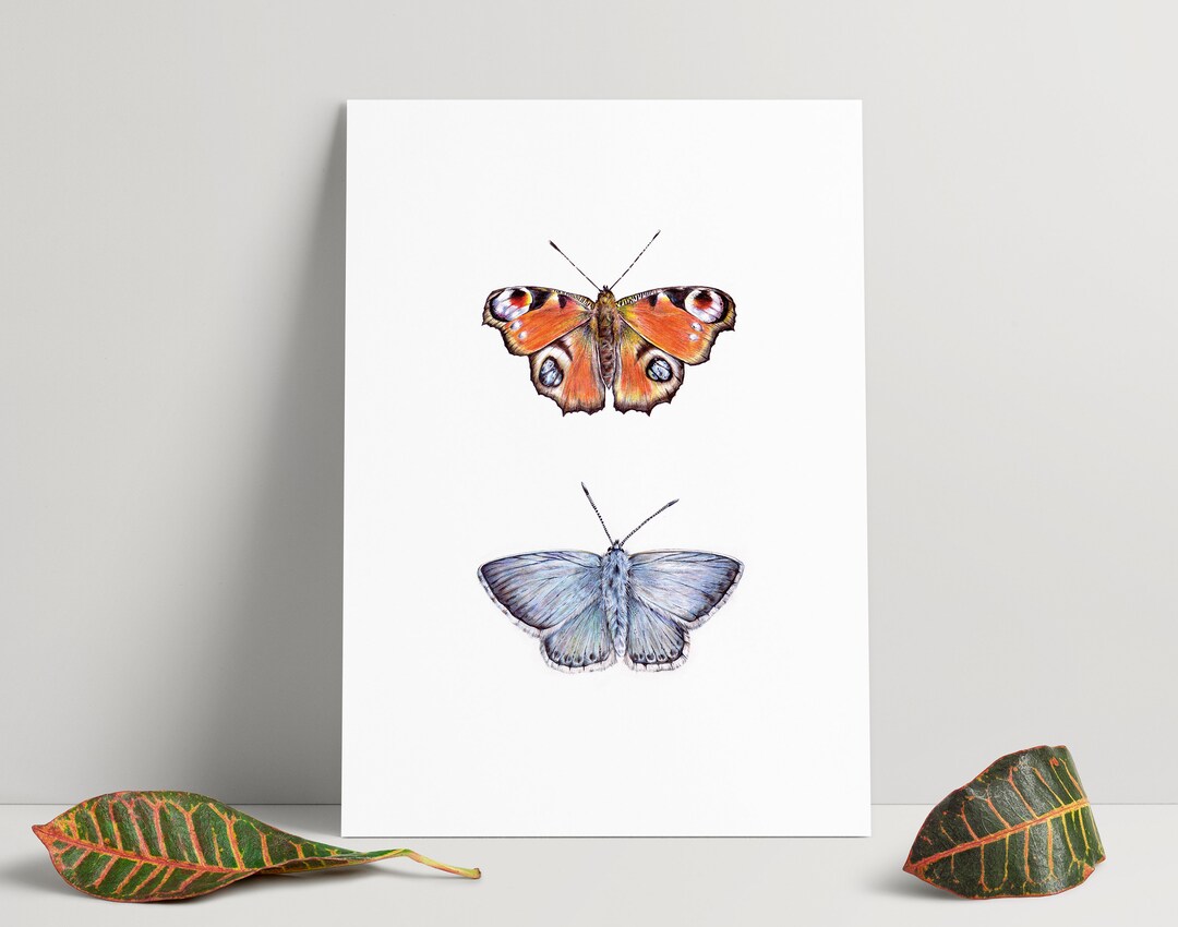 Hand Drawn Illustration of Two Butterflies - A4 Print - Etsy