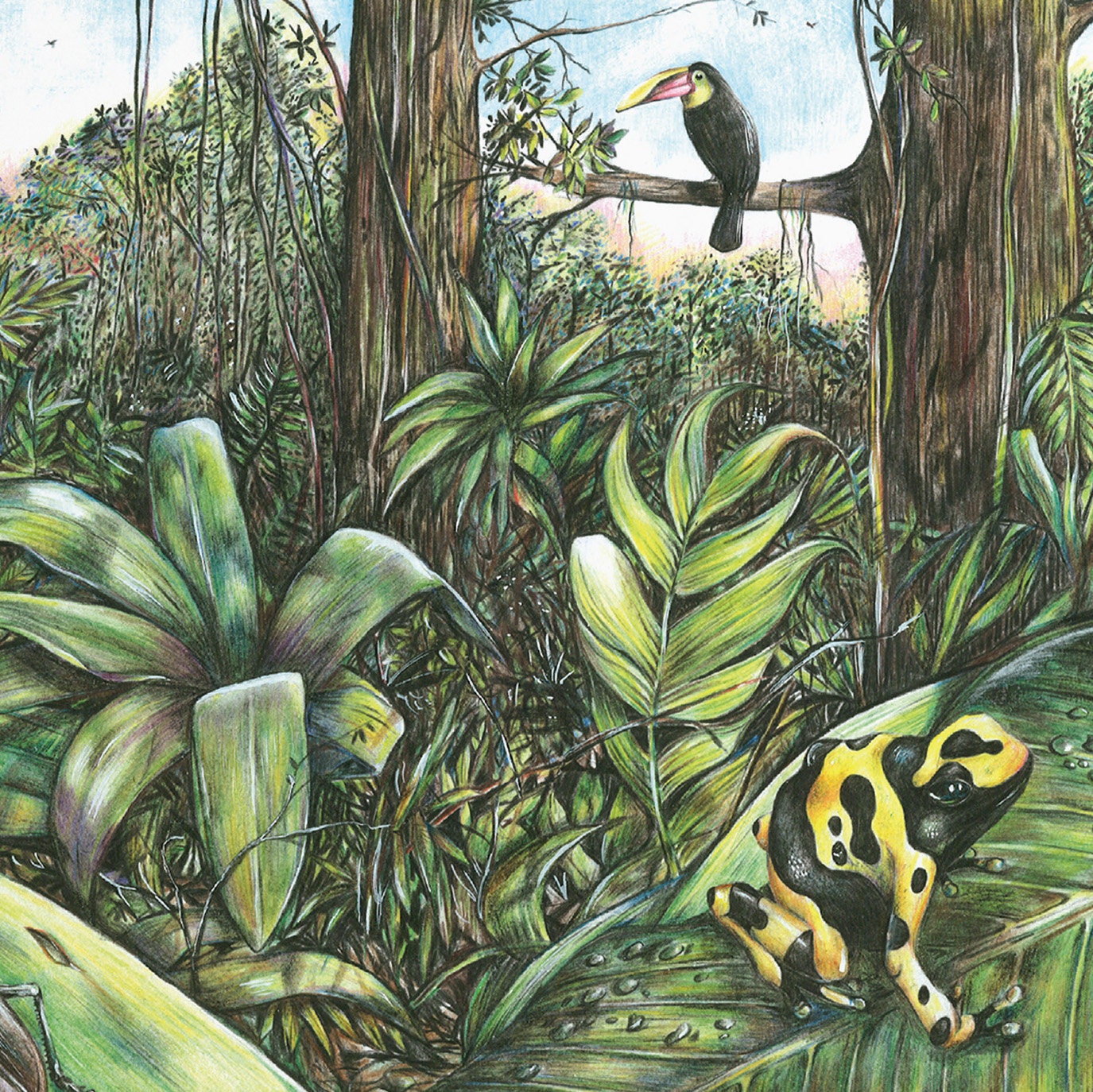 Tropical Rainforest Drawings